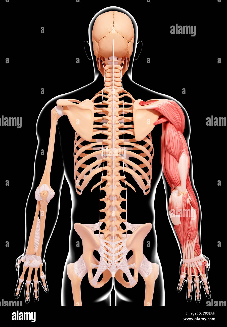 Human arm musculature, artwork Stock Photo - Alamy