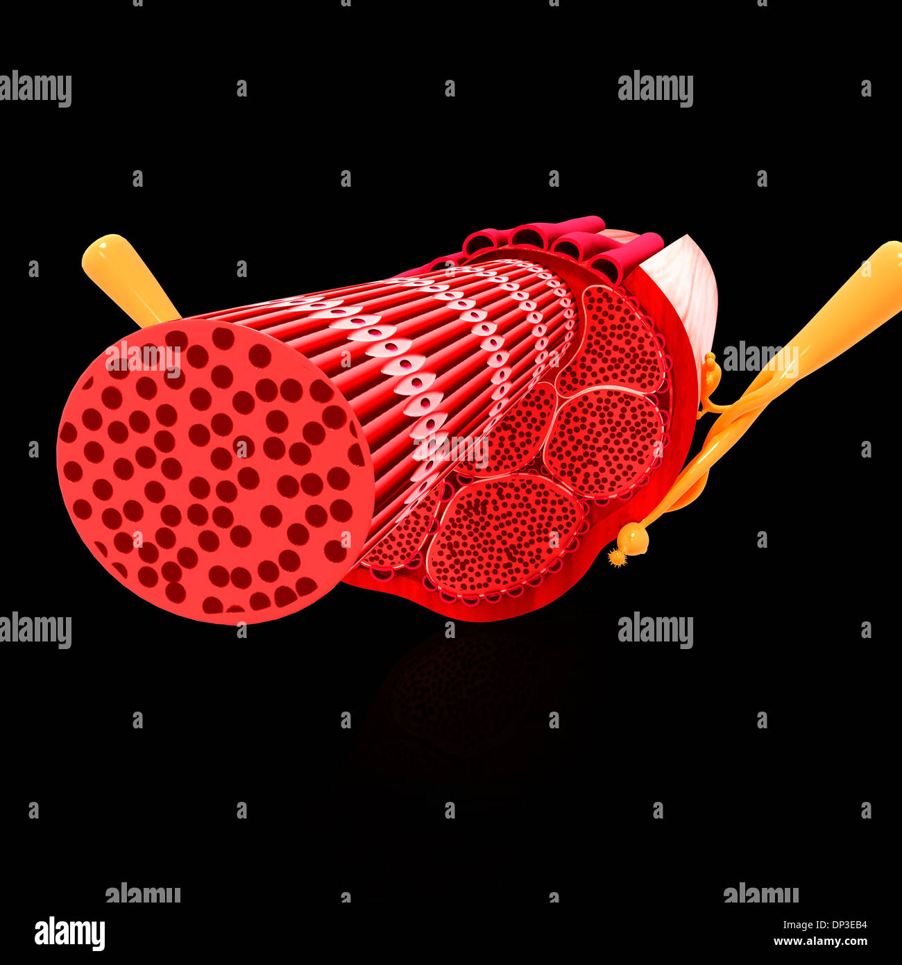 Perimysium hi-res stock photography and images - Alamy