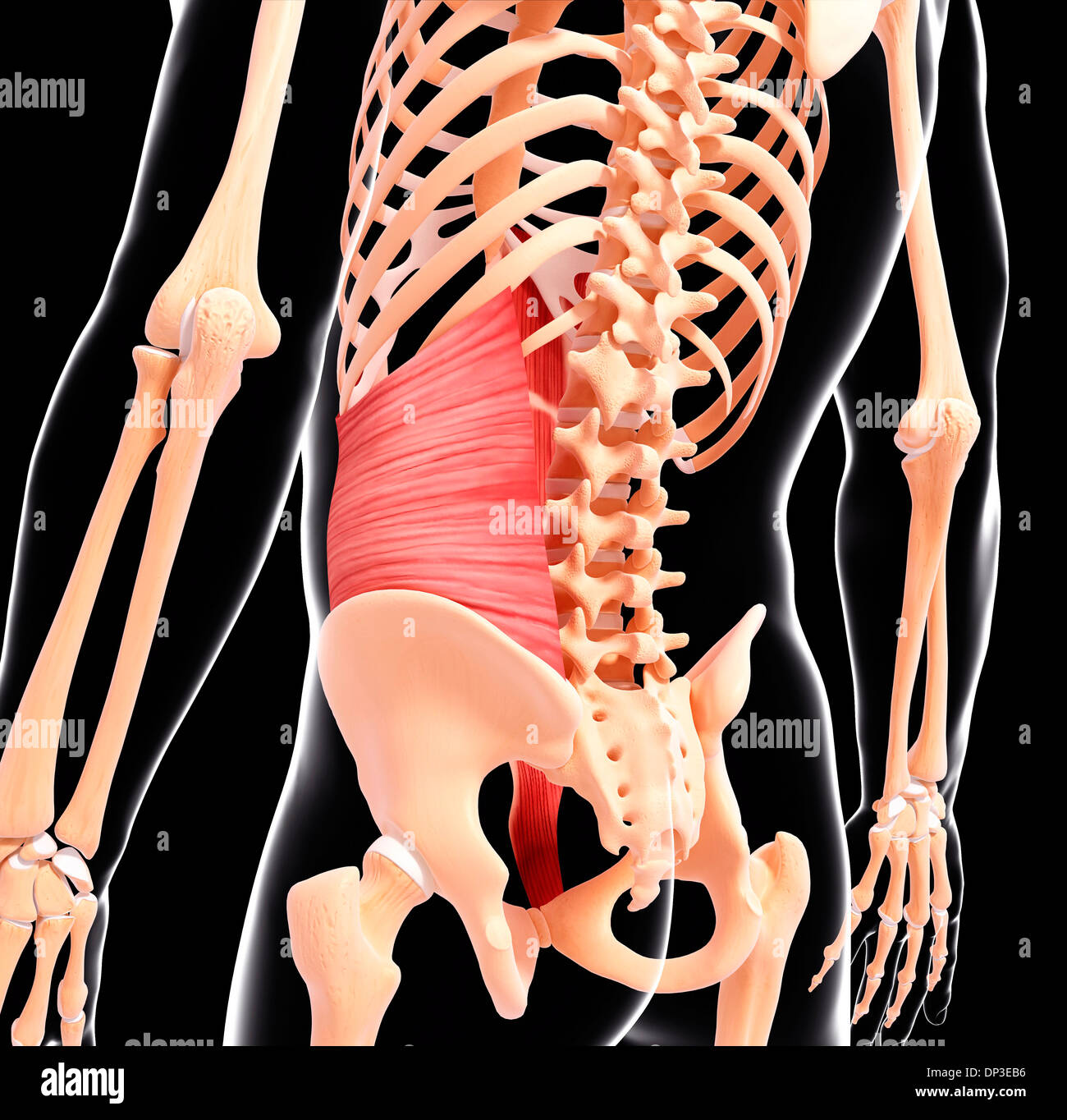 Human back musculature, artwork Stock Photo - Alamy