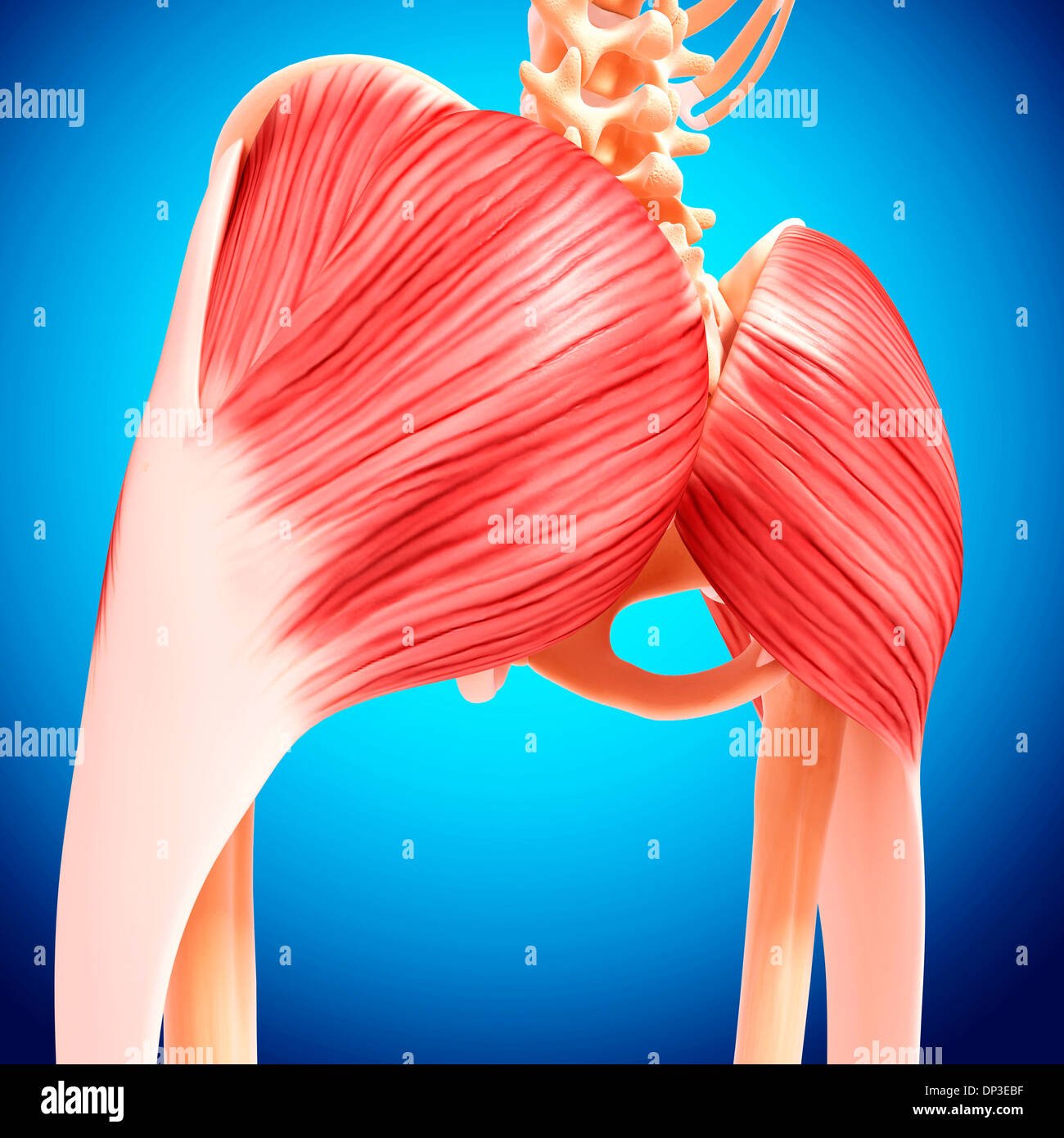 Human hip musculature, artwork Stock Photo - Alamy