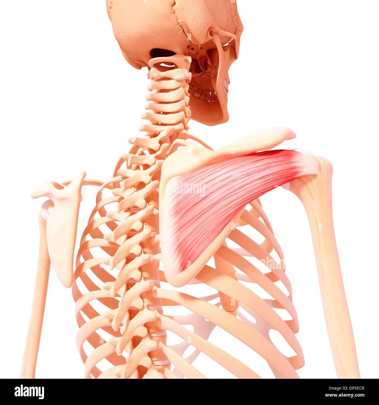 Human shoulder musculature, artwork Stock Photo - Alamy