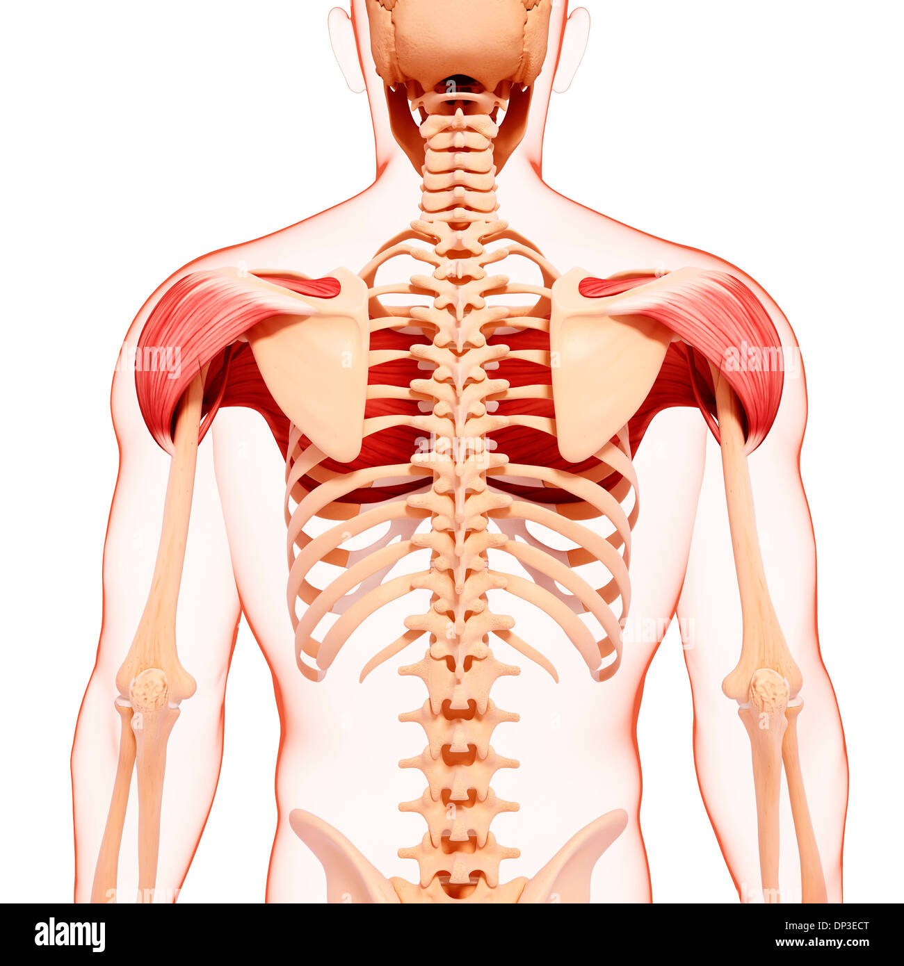 Human back musculature, artwork Stock Photo - Alamy