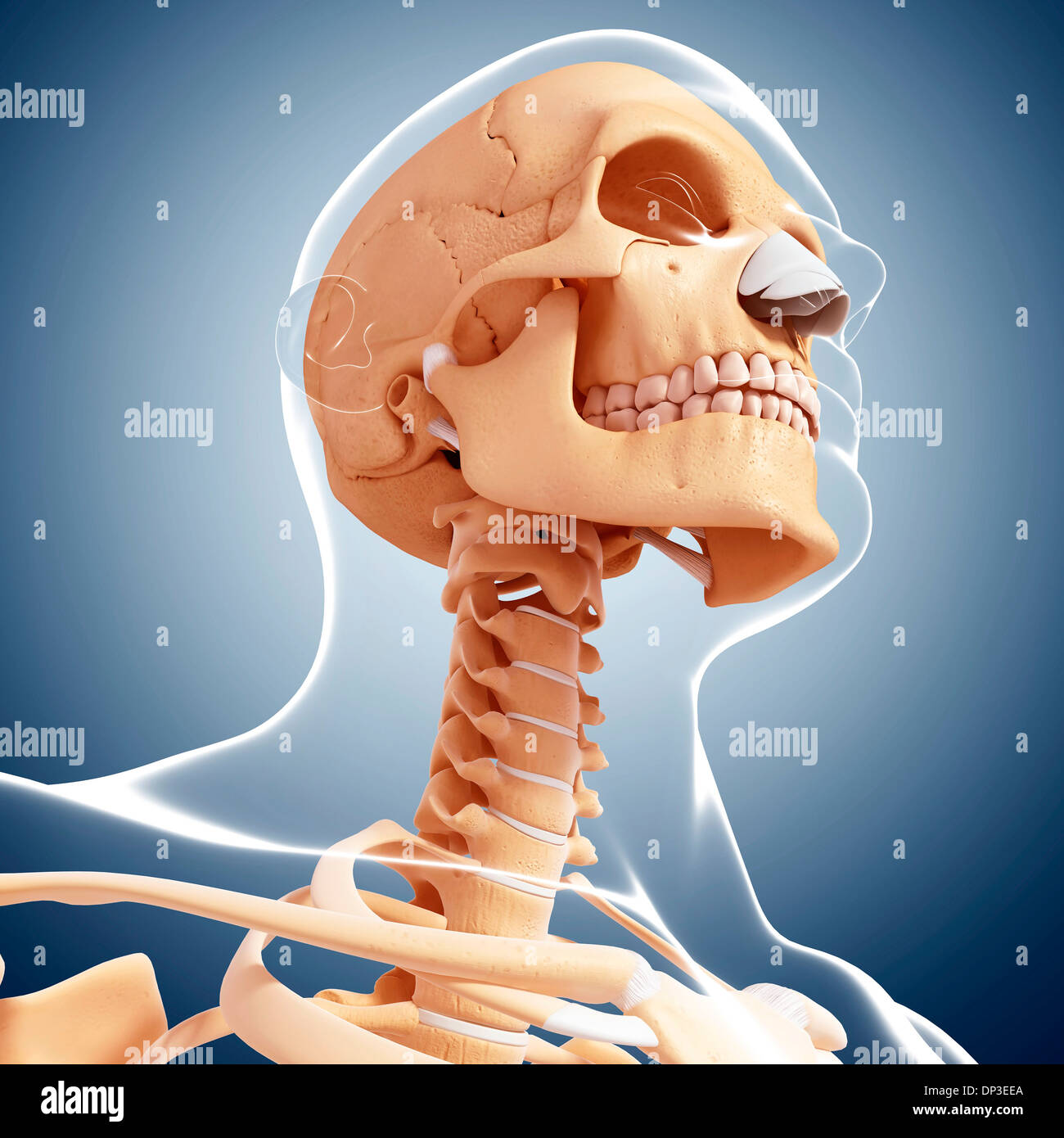 Human skeleton, artwork Stock Photo - Alamy