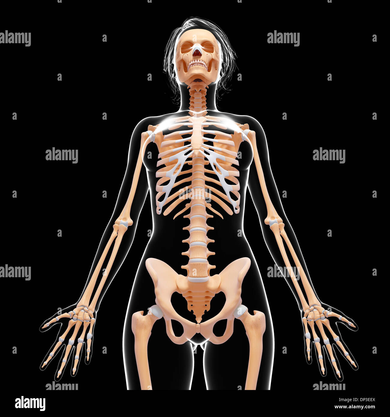Female skeleton, artwork Stock Photo - Alamy