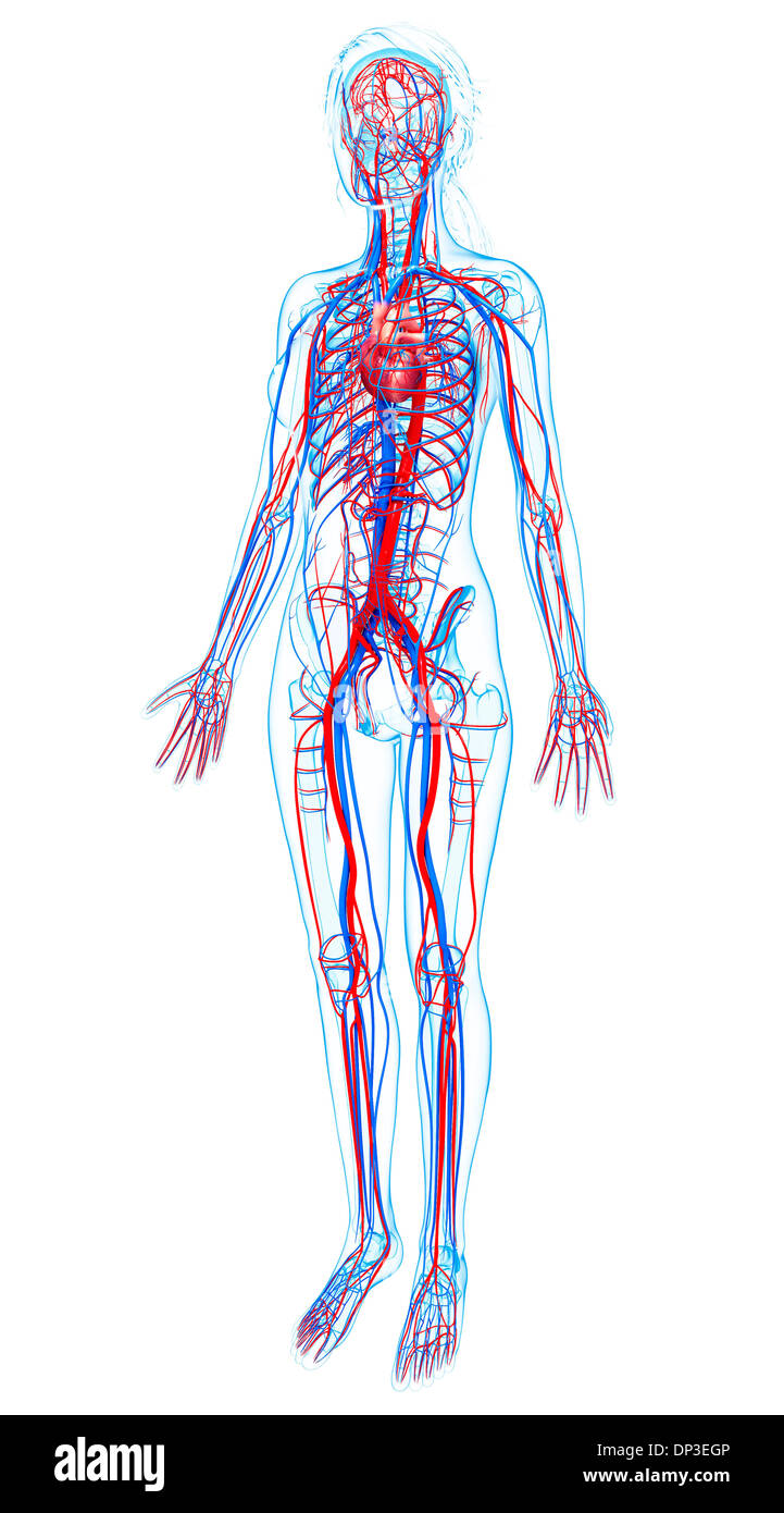 Female cardiovascular system, artwork Stock Photo - Alamy