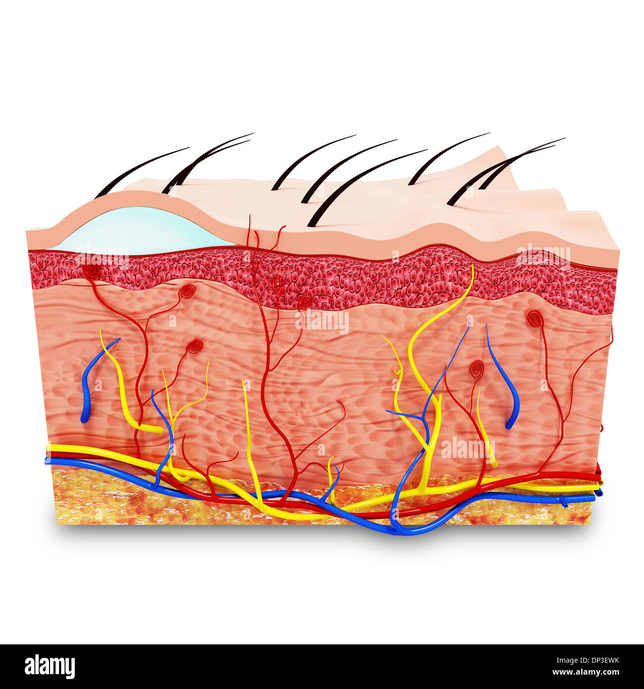 Human skin anatomy, artwork Stock Photo - Alamy