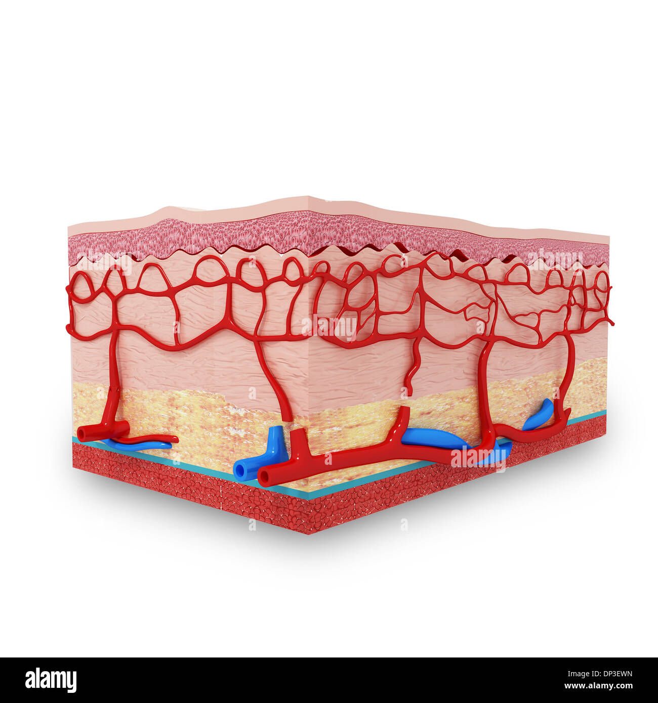Human skin anatomy, artwork Stock Photo - Alamy