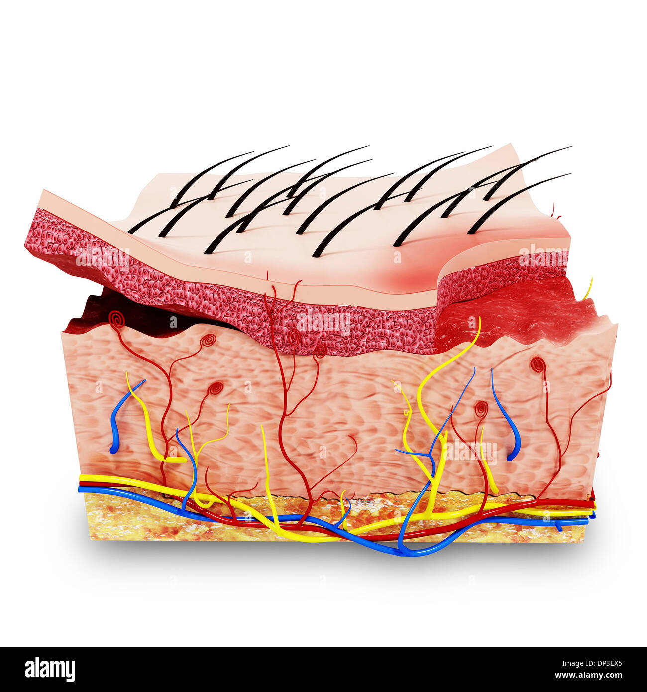 Human skin anatomy, artwork Stock Photo - Alamy