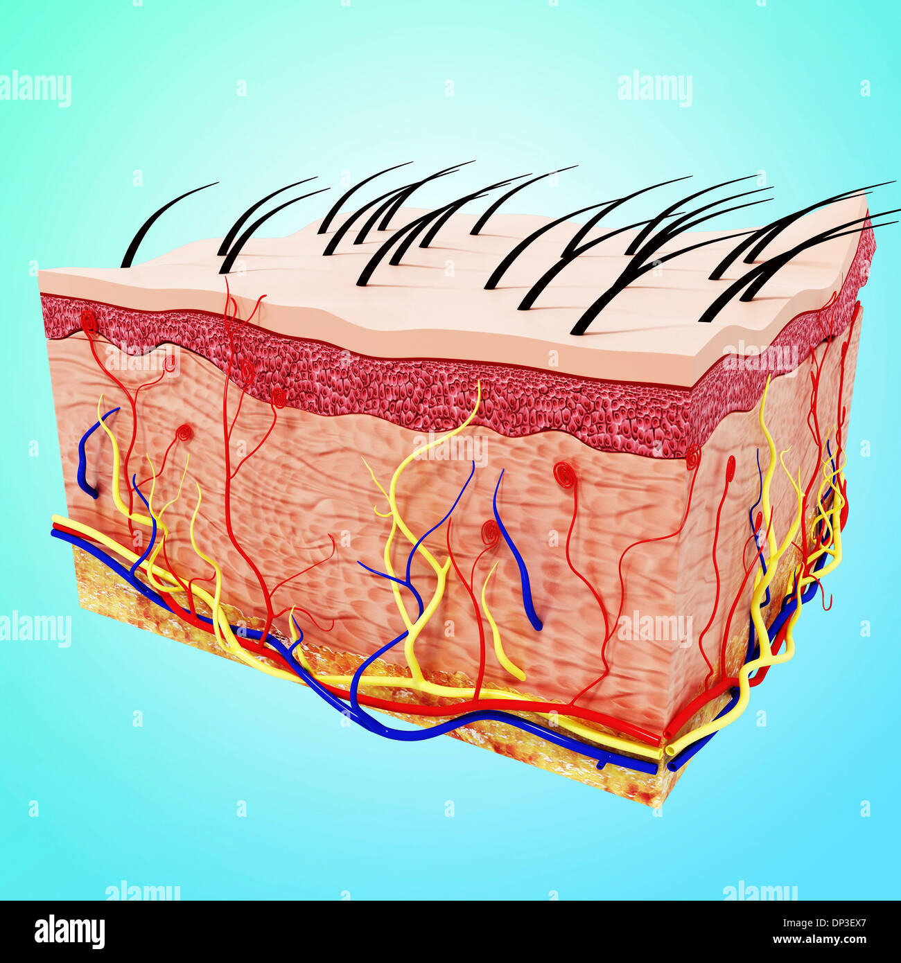 Human skin anatomy, artwork Stock Photo - Alamy