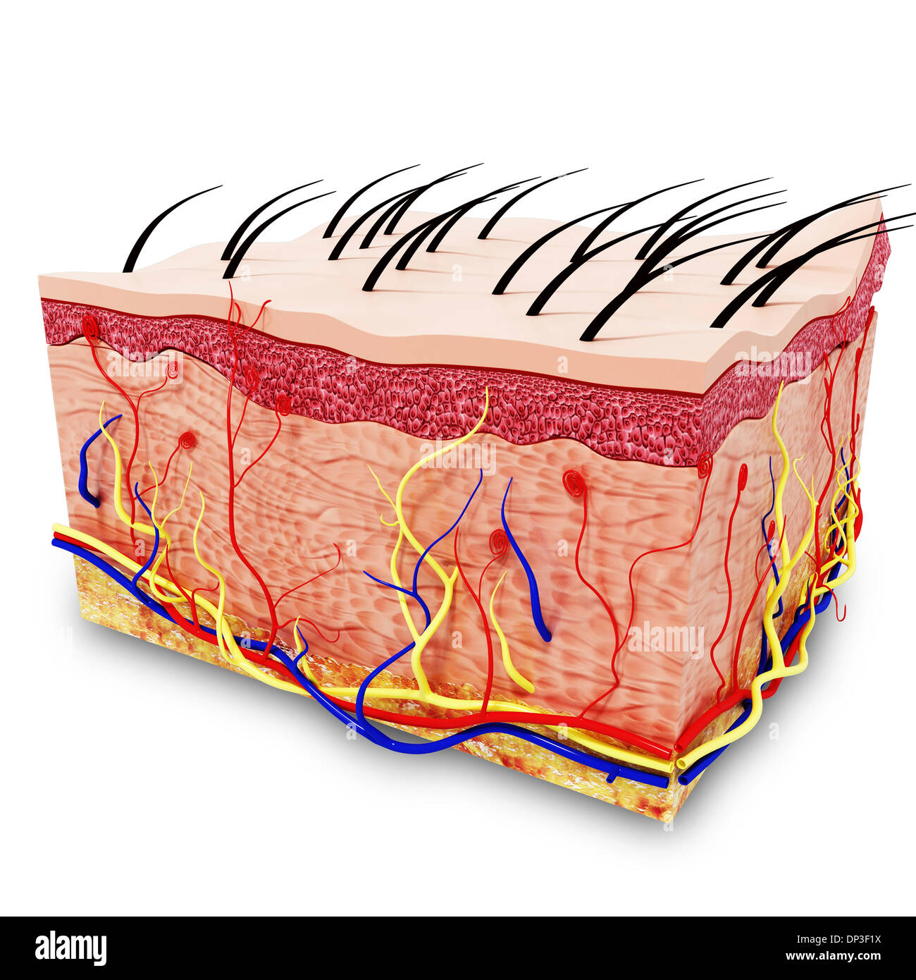 Human skin anatomy, artwork Stock Photo - Alamy