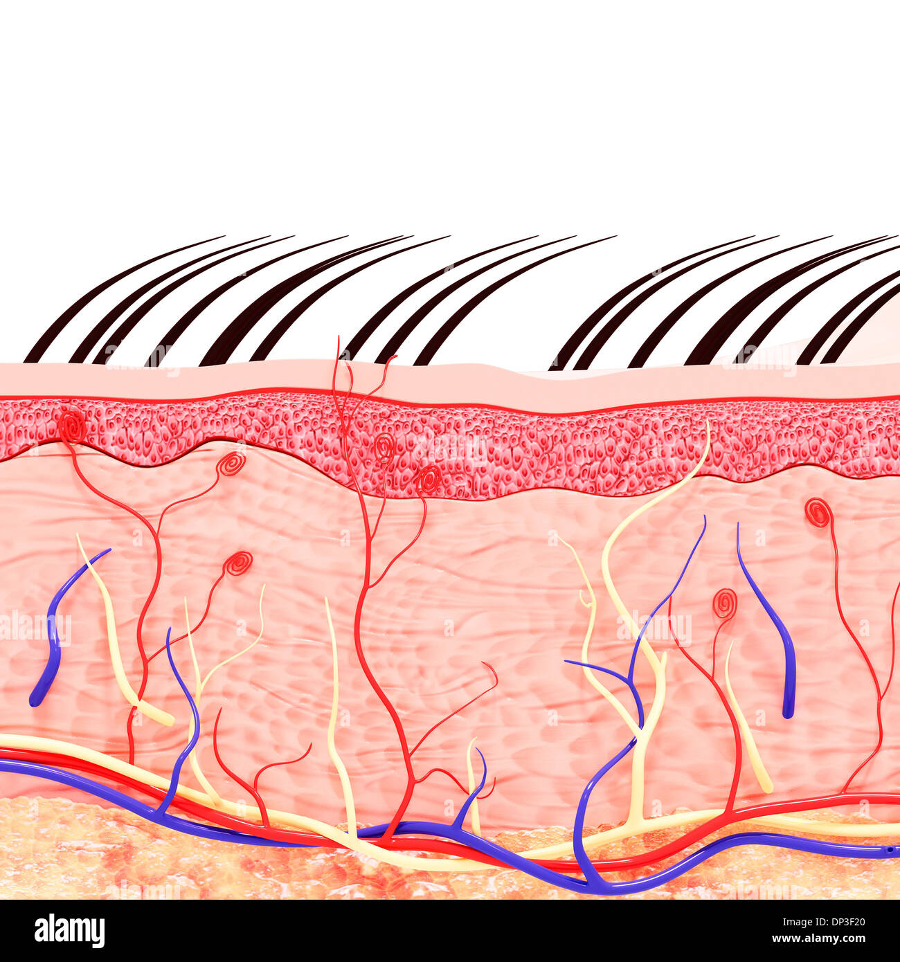 Human skin anatomy, artwork Stock Photo - Alamy