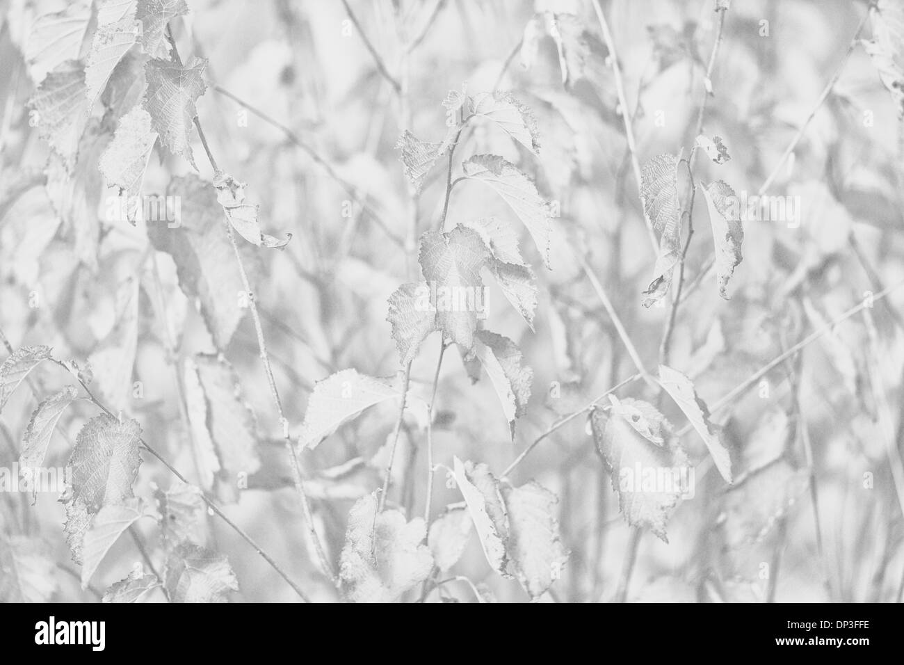 Fading depth Black and White Stock Photos & Images - Alamy