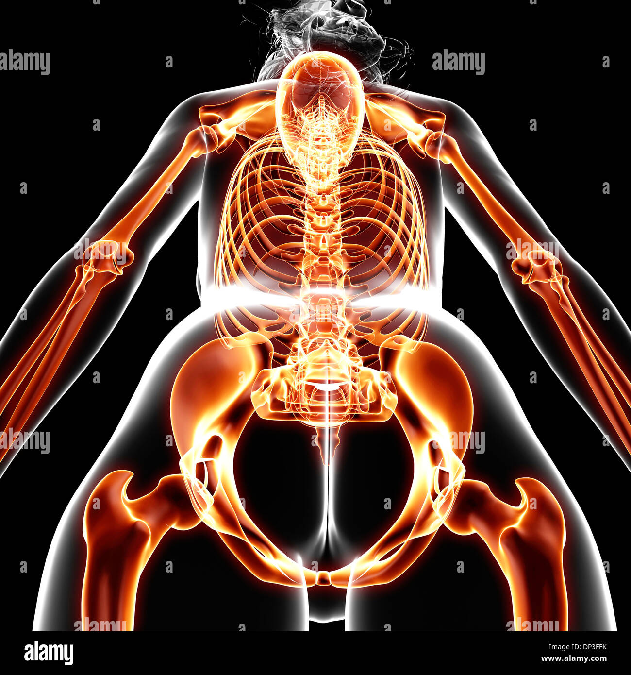 Female skeleton, artwork Stock Photo - Alamy