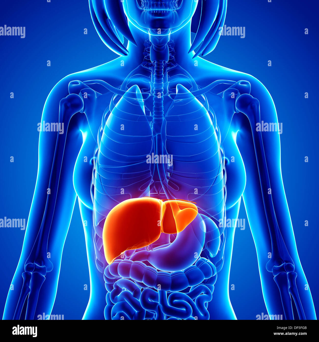 Female anatomy artwork hi-res stock photography and images - Alamy