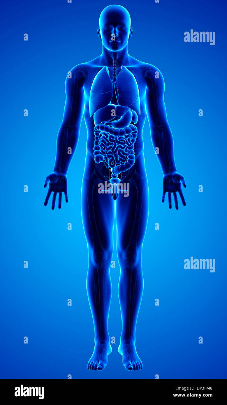 Male anatomy, artwork Stock Photo - Alamy