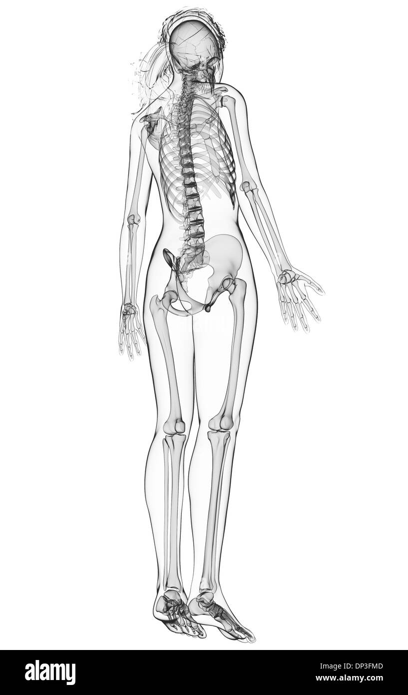 Female skeleton, artwork Stock Photo - Alamy