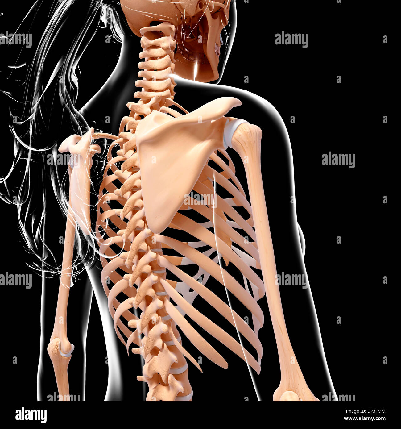 Female skeleton, artwork Stock Photo - Alamy