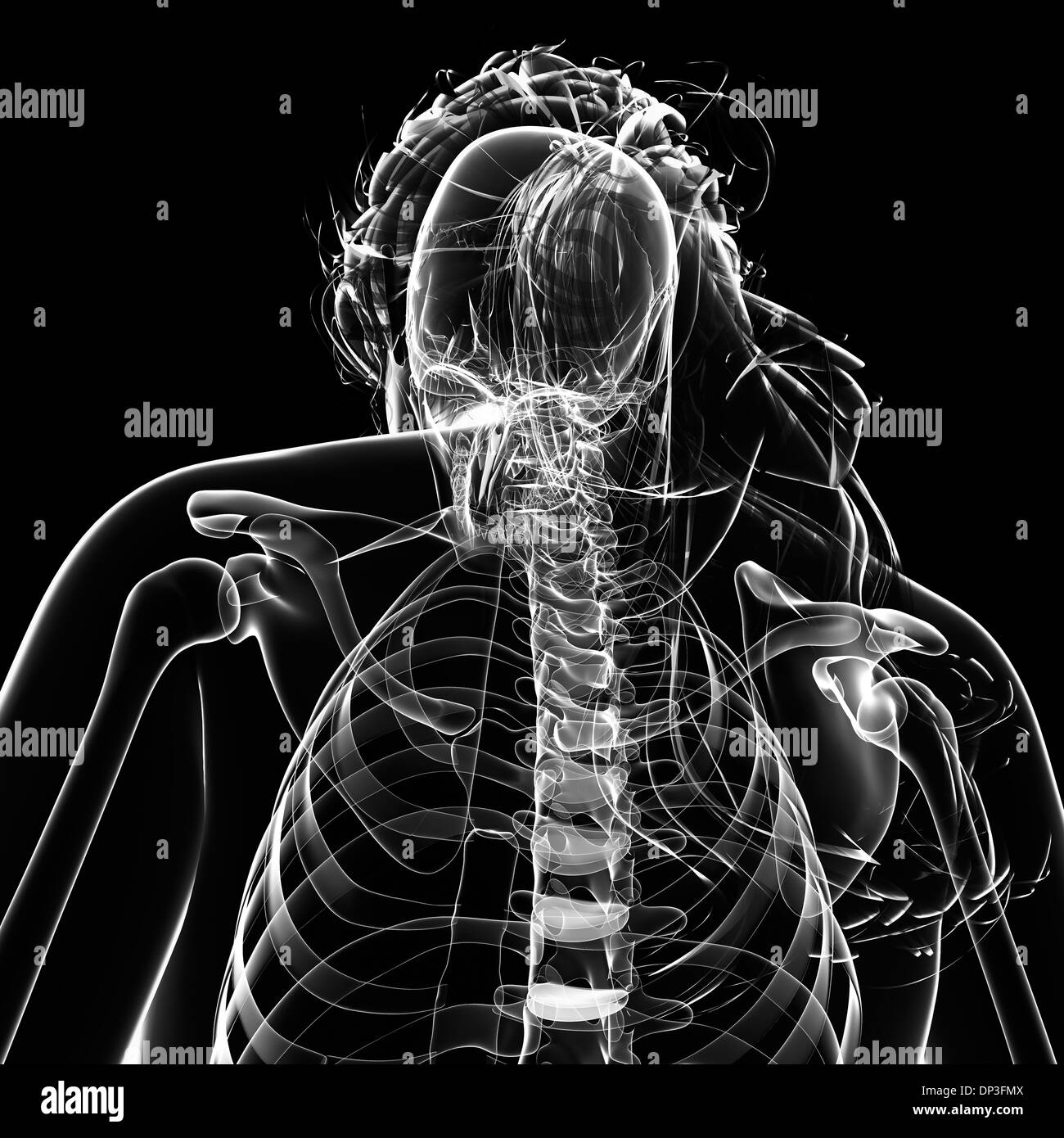 Female skeleton, artwork Stock Photo - Alamy
