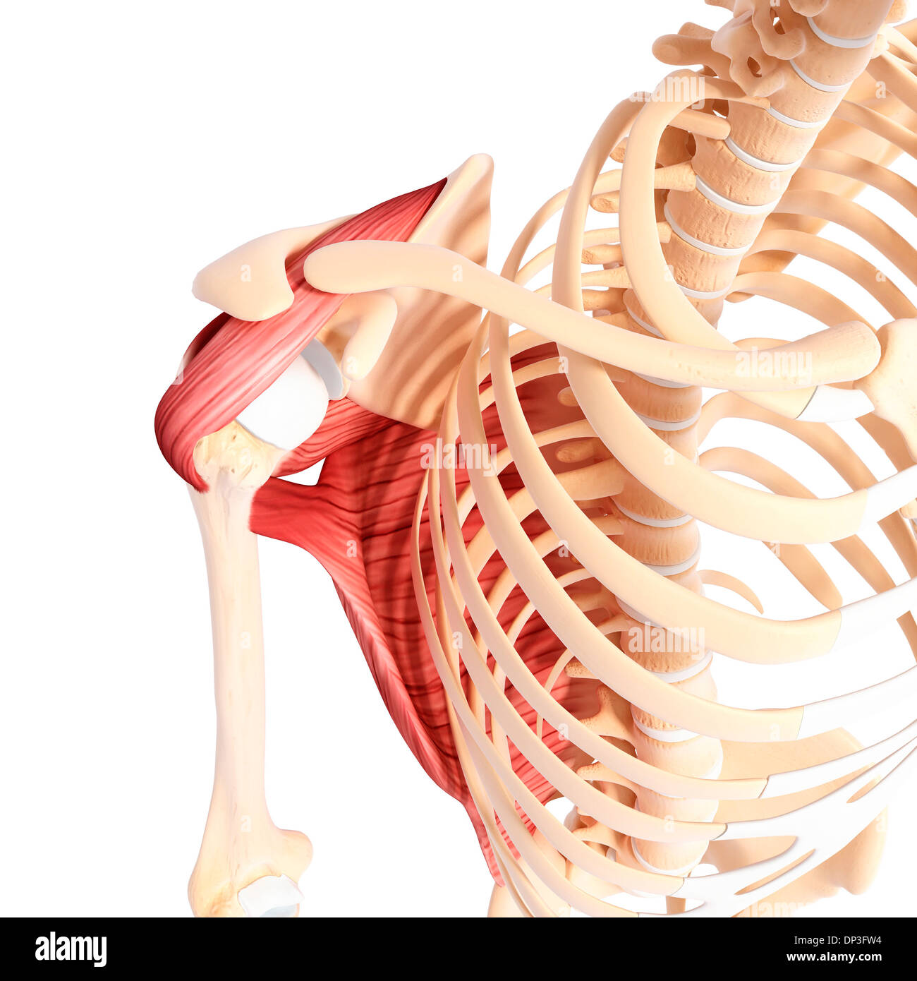 Human shoulder musculature, artwork Stock Photo - Alamy
