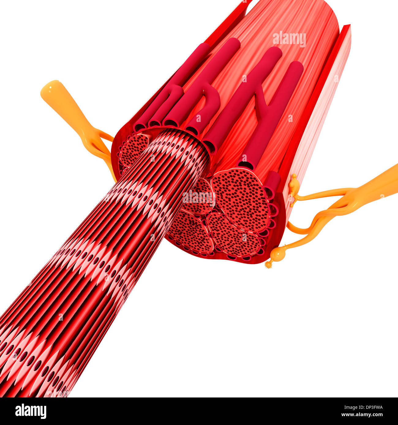 Sarcolemma hi-res stock photography and images - Alamy