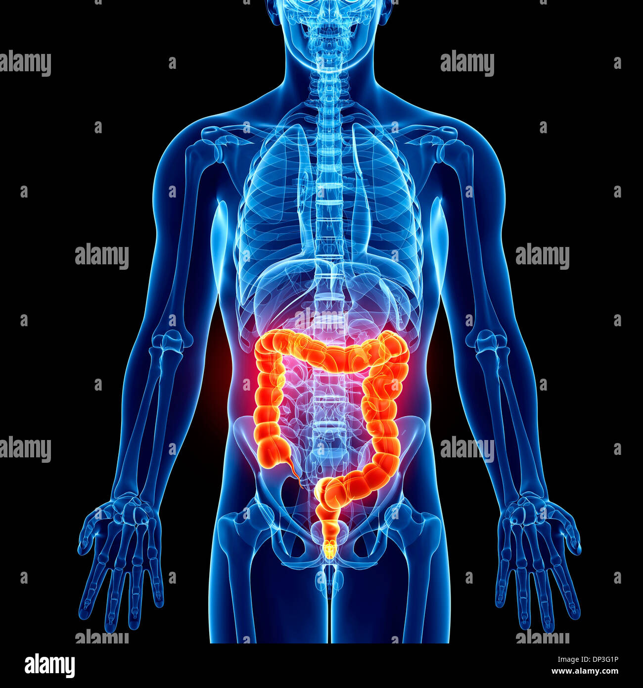 Normal human anatomy appendix colon hi-res stock photography and images ...
