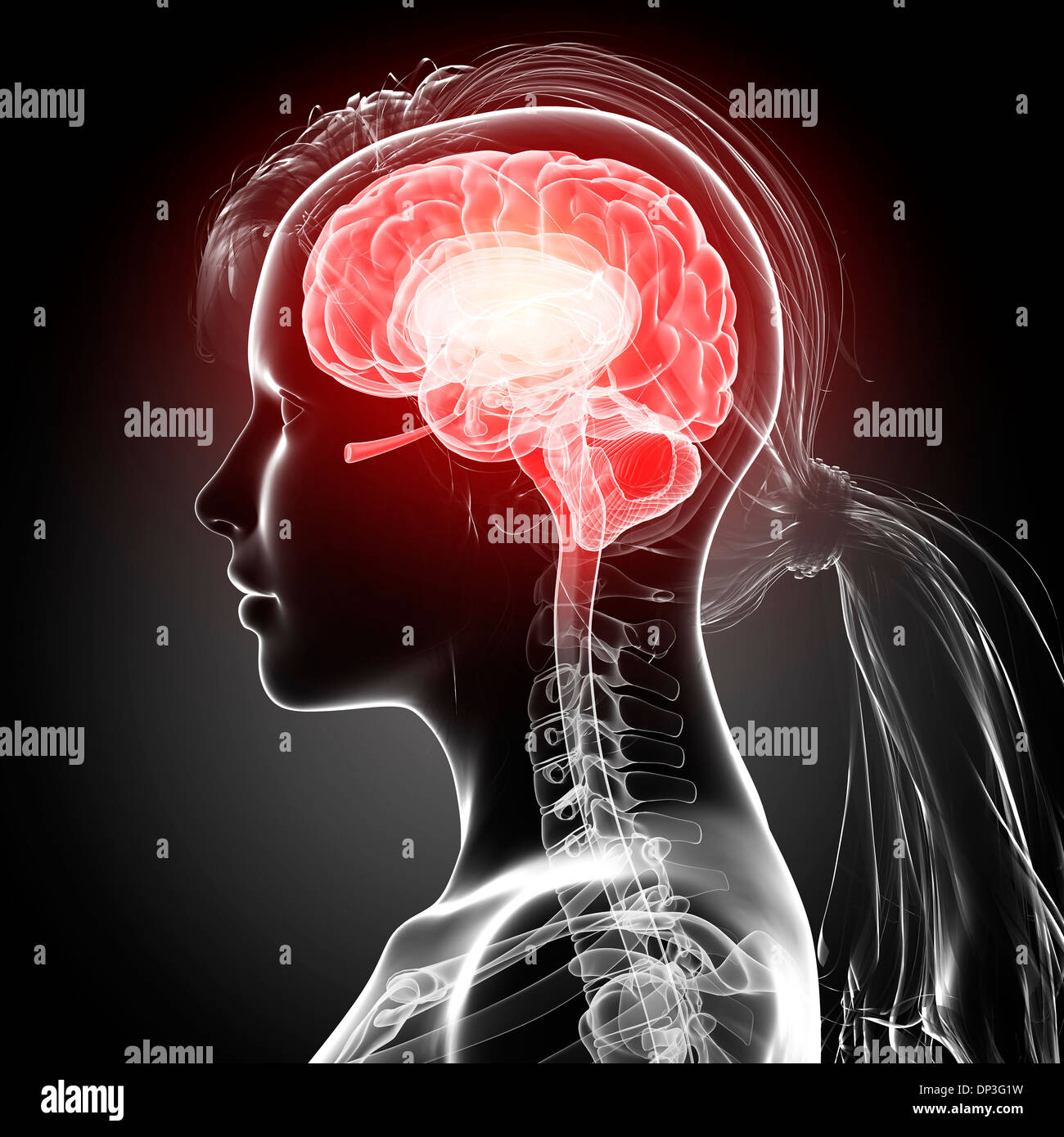 Female brain, artwork Stock Photo - Alamy