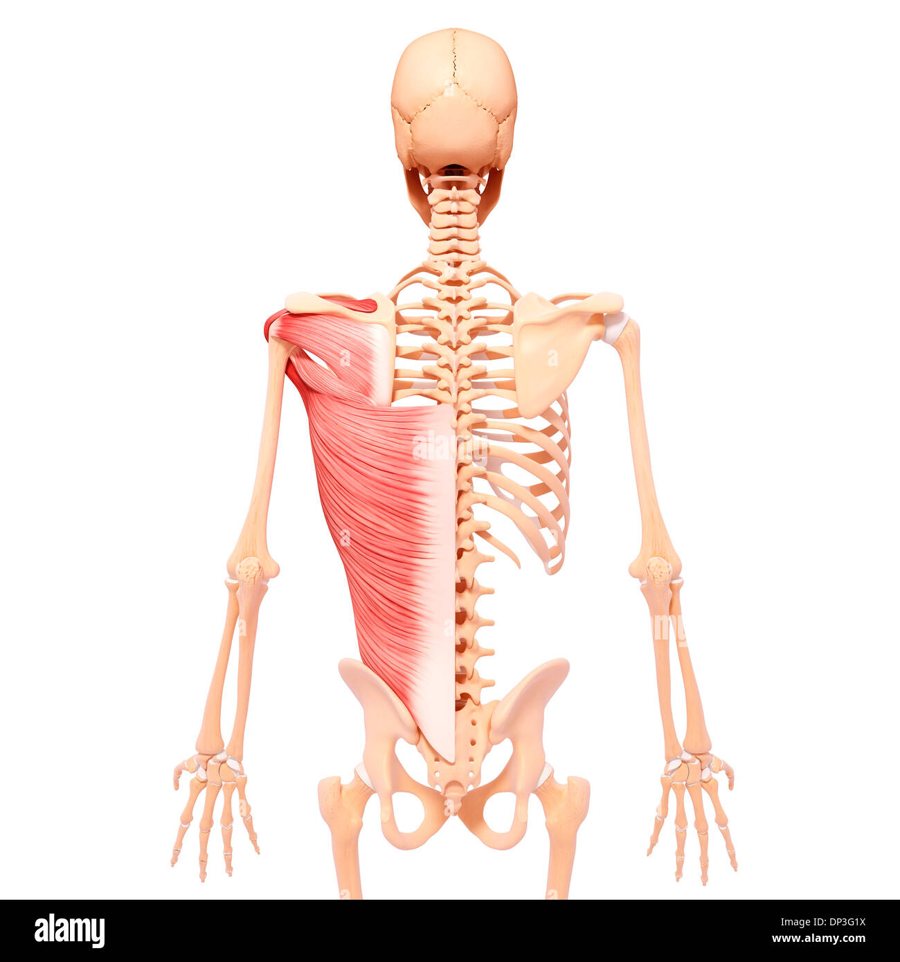 Human musculature, artwork Stock Photo - Alamy
