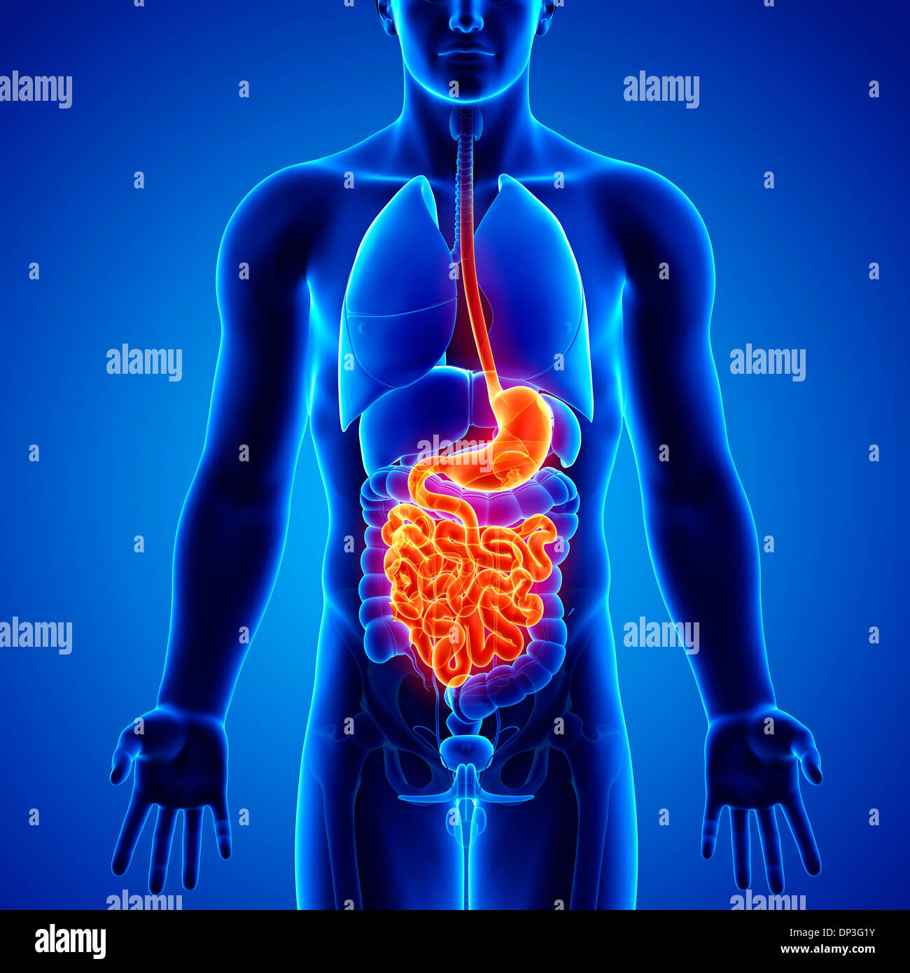 Male anatomy, artwork Stock Photo - Alamy