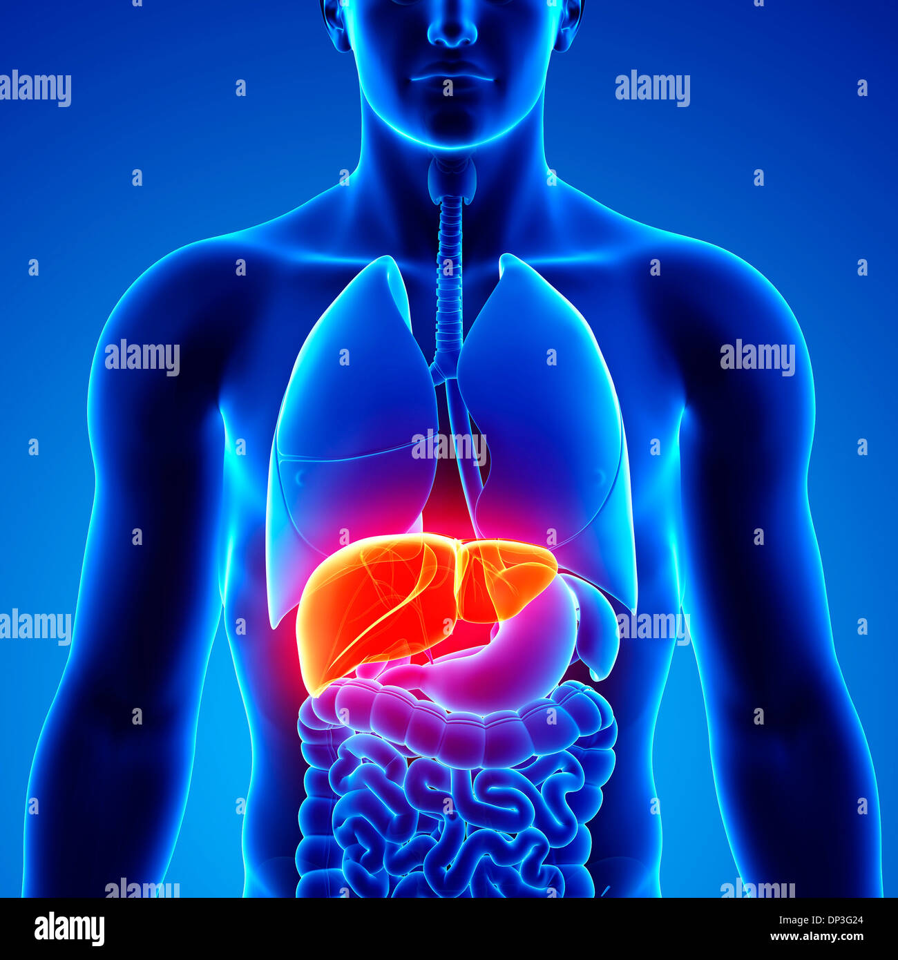 Male anatomy hi-res stock photography and images - Alamy