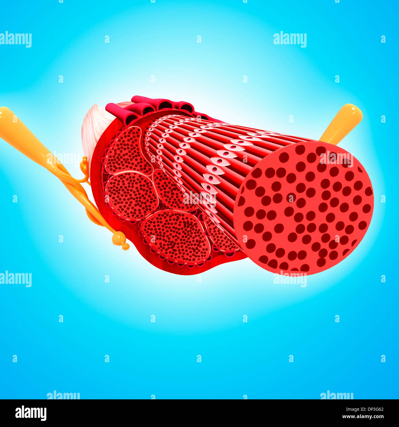 Female reproductive system, artwork Stock Photo - Alamy