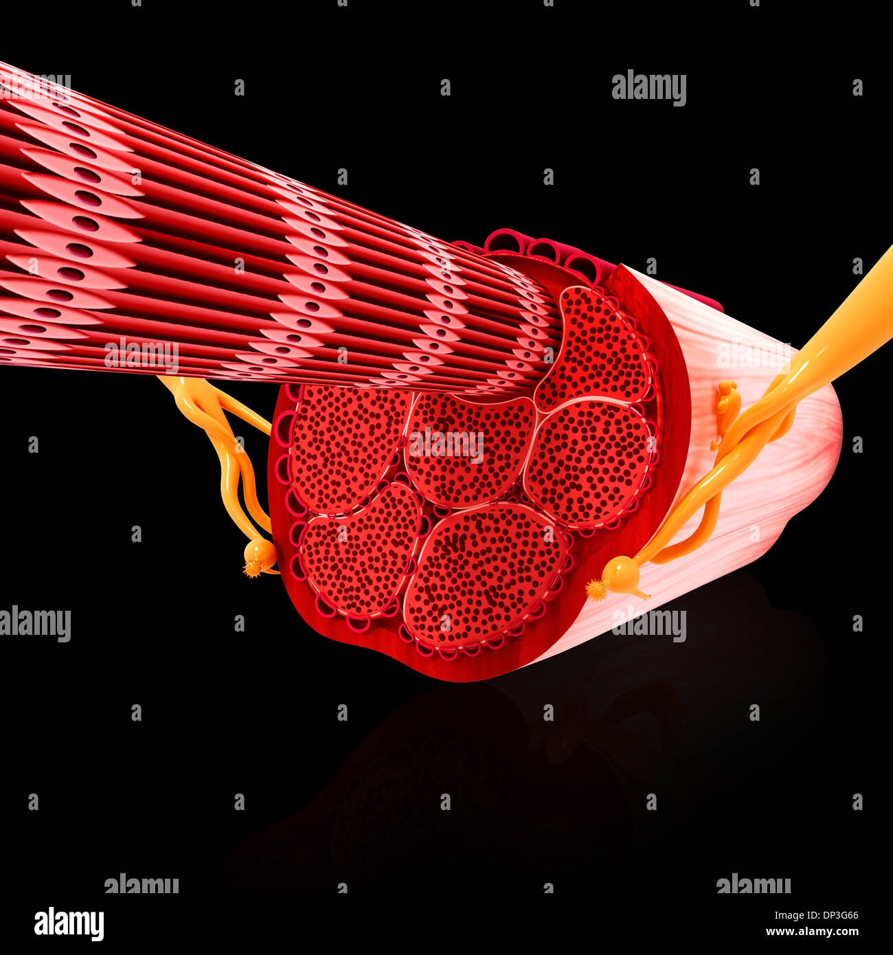 Perimysium hi-res stock photography and images - Alamy