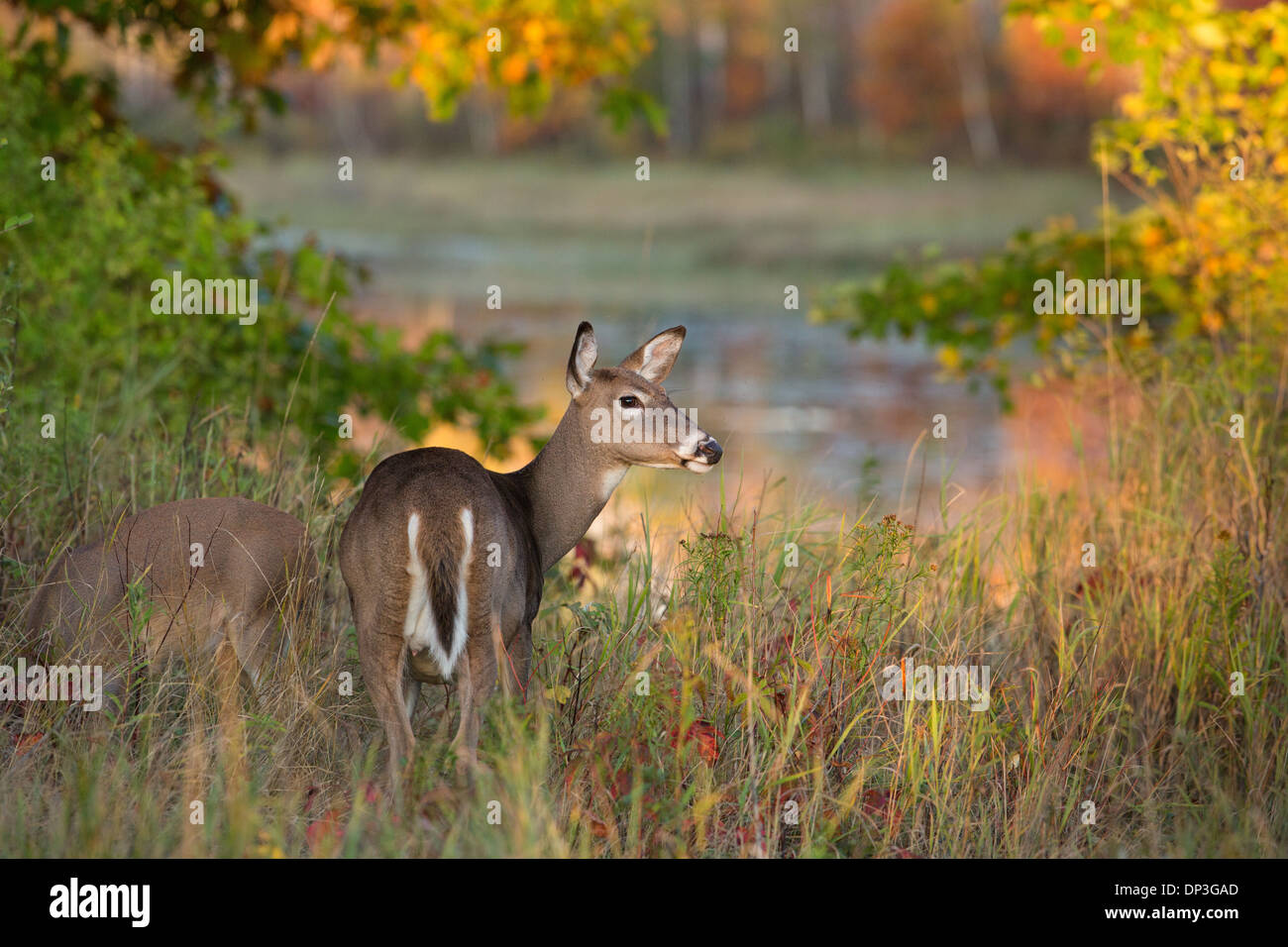 Whitetail deer fall colors hi-res stock photography and images - Alamy