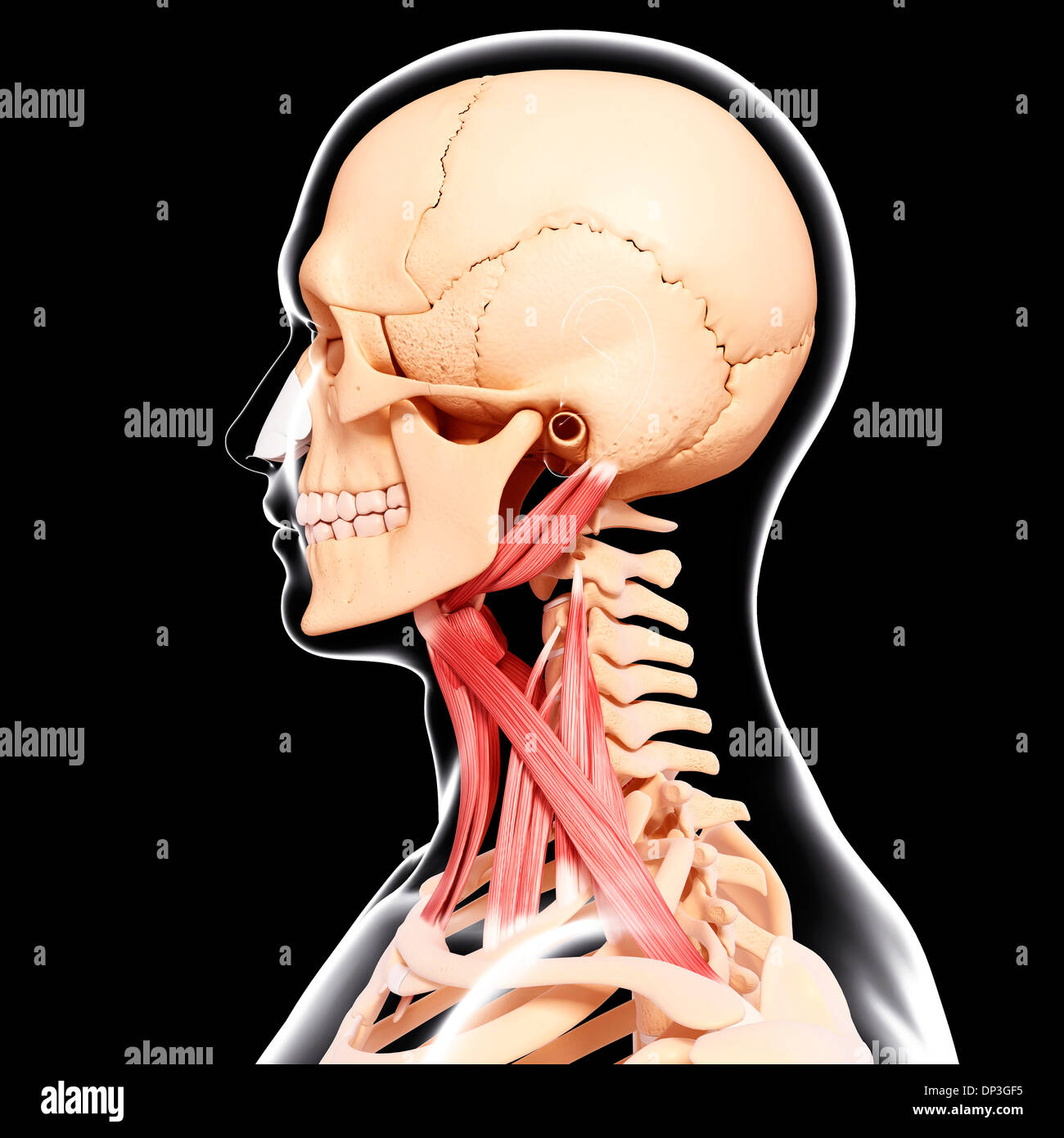 Human neck musculature, artwork Stock Photo - Alamy