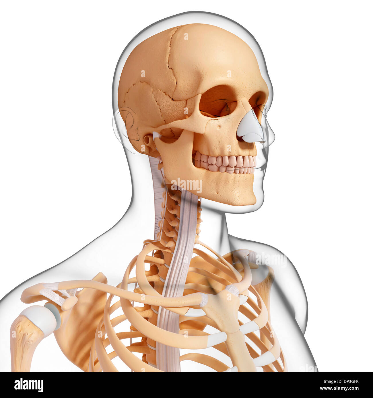 Human skeleton, artwork Stock Photo - Alamy