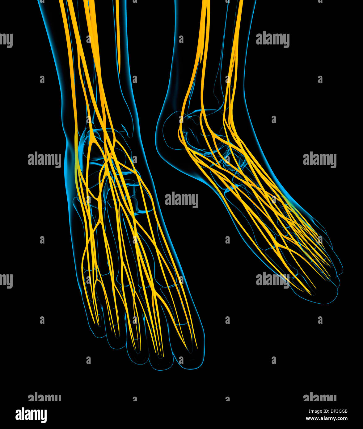 Human foot nervous system, artwork Stock Photo - Alamy
