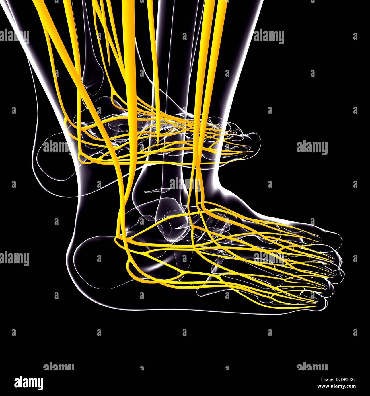 Human foot nervous system, artwork Stock Photo - Alamy