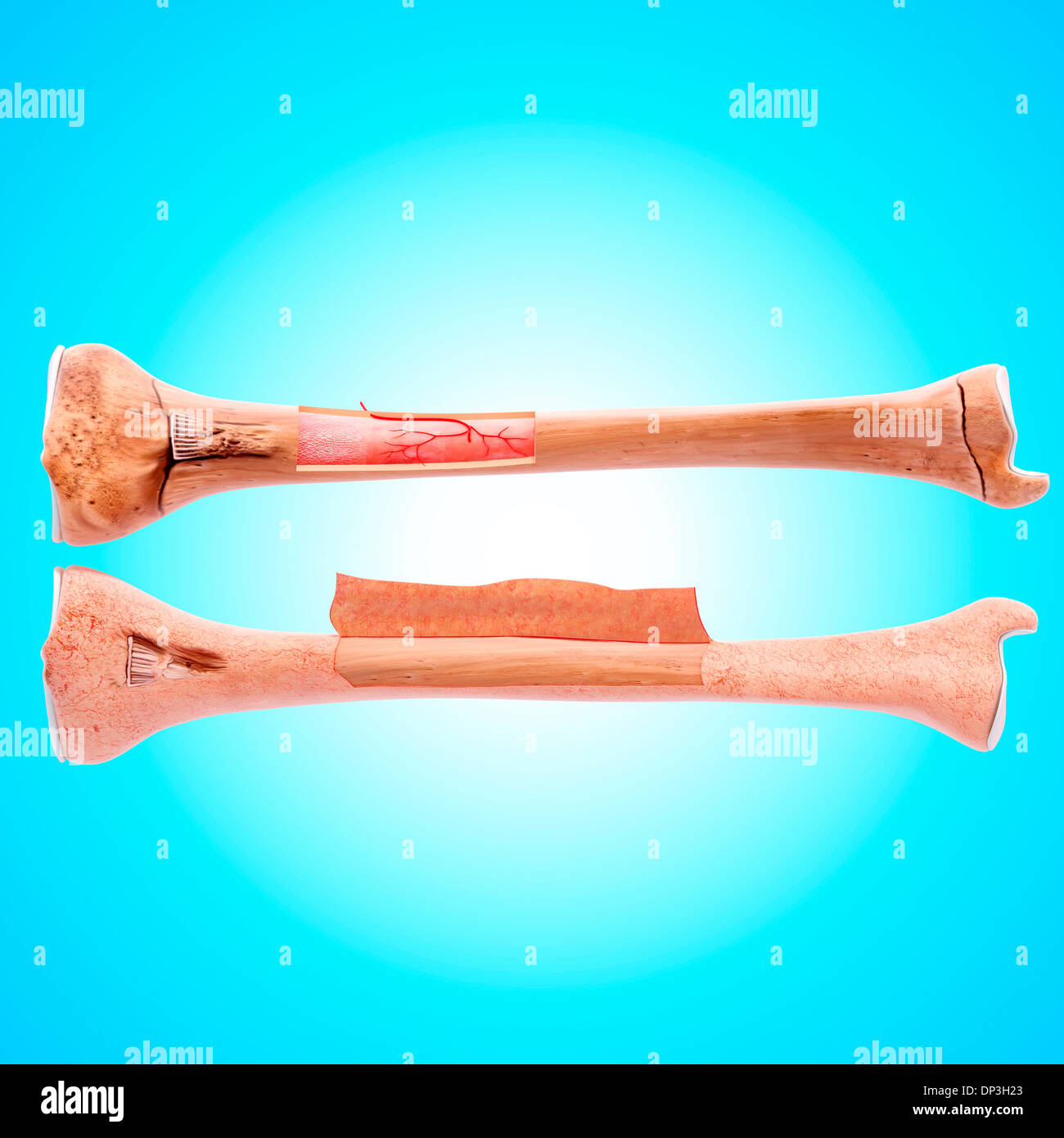 Human femur, artwork Stock Photo - Alamy