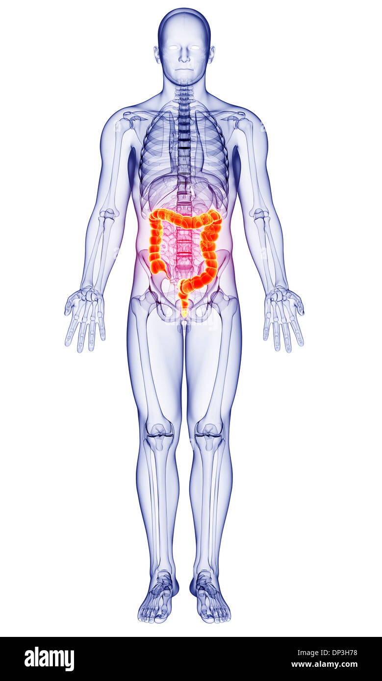 Normal human anatomy appendix colon hi-res stock photography and images ...