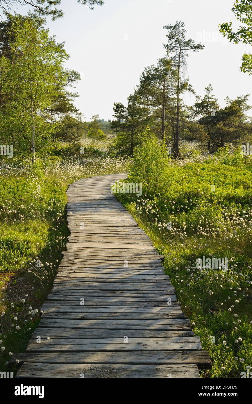 Boardwalk through Black Moor, UNESCO Biosphere Reserve, Rhon Mountains ...