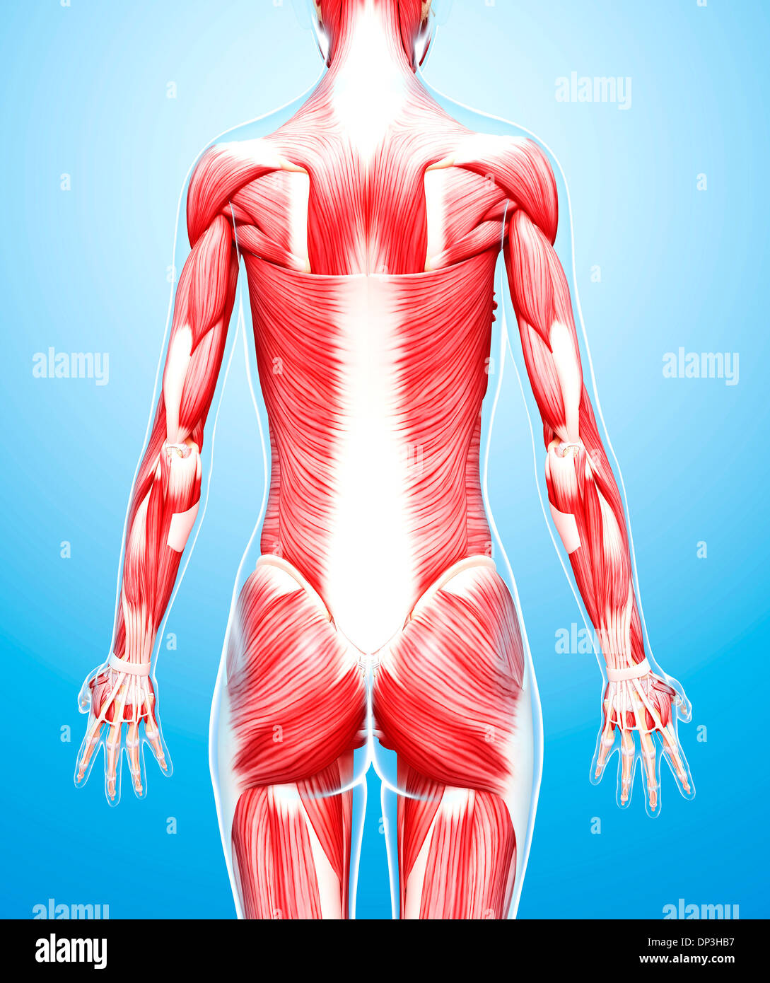 Female musculature, artwork Stock Photo - Alamy