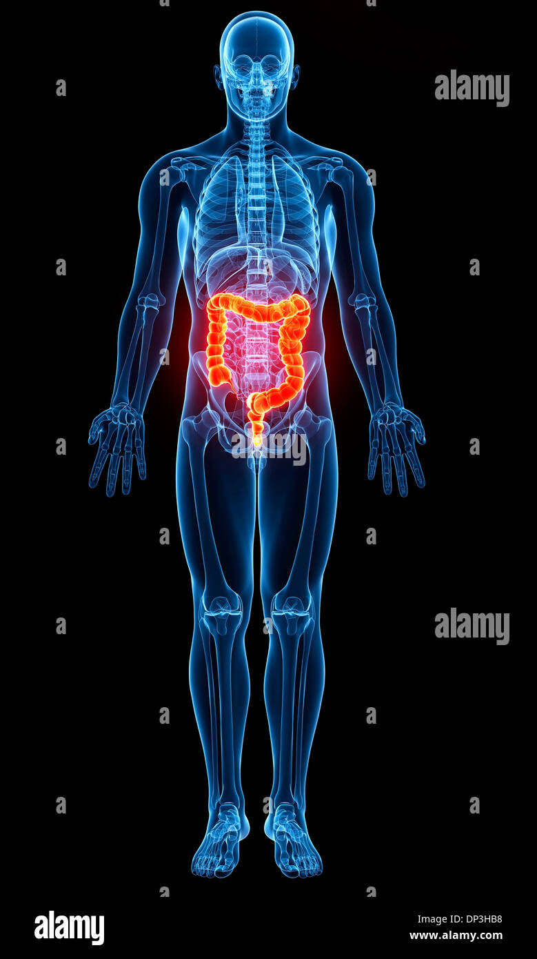Normal human anatomy appendix colon hi-res stock photography and images ...