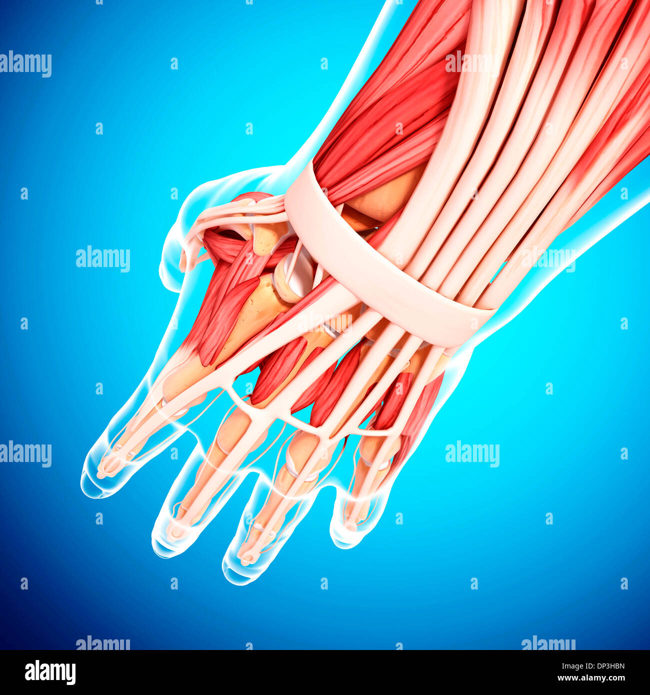 Hand anatomy artwork tendon hi-res stock photography and images - Alamy