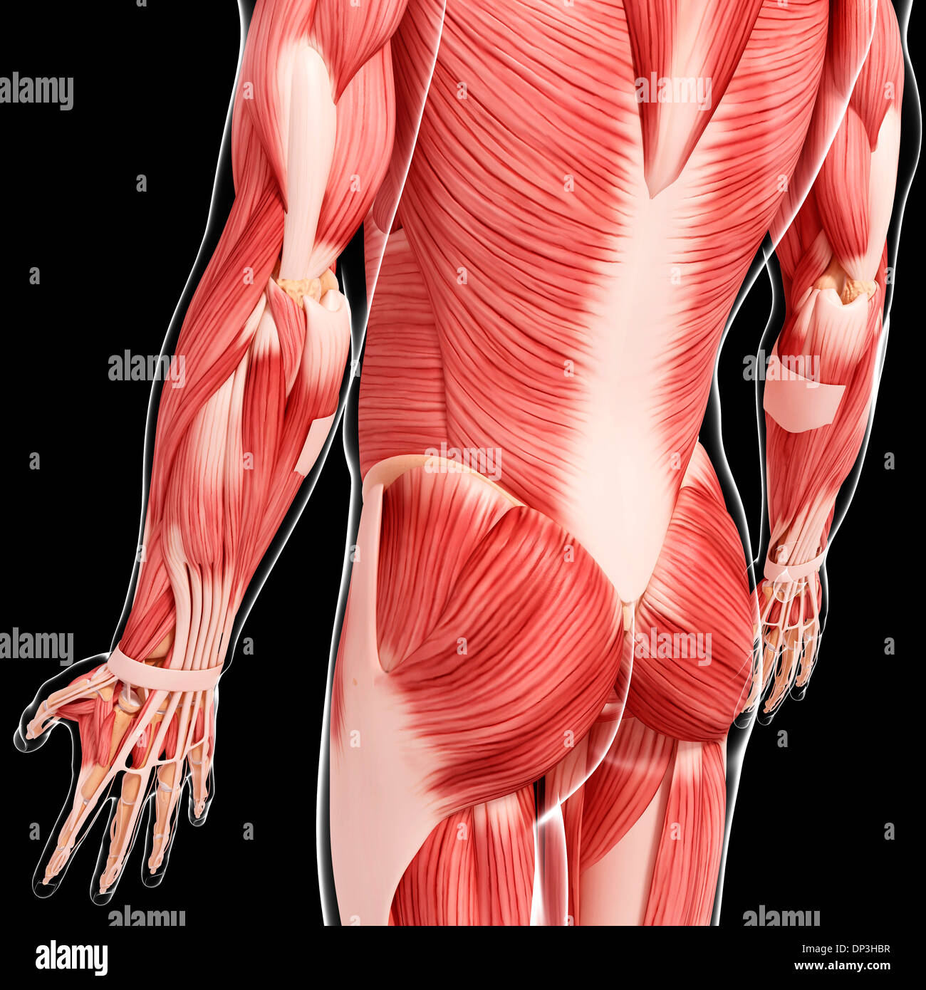 Iliotibial hi-res stock photography and images - Alamy