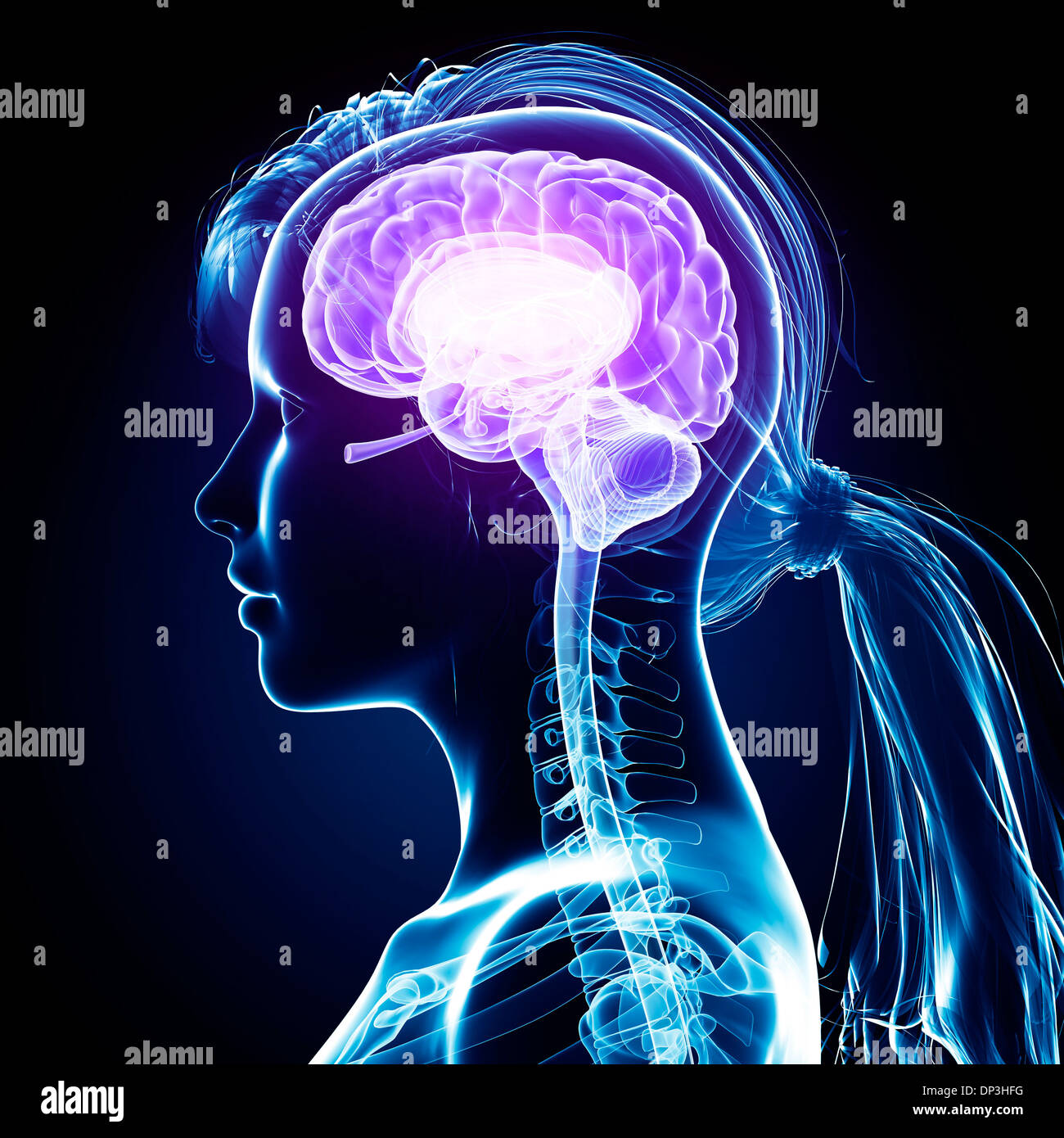 Female brain, artwork Stock Photo - Alamy