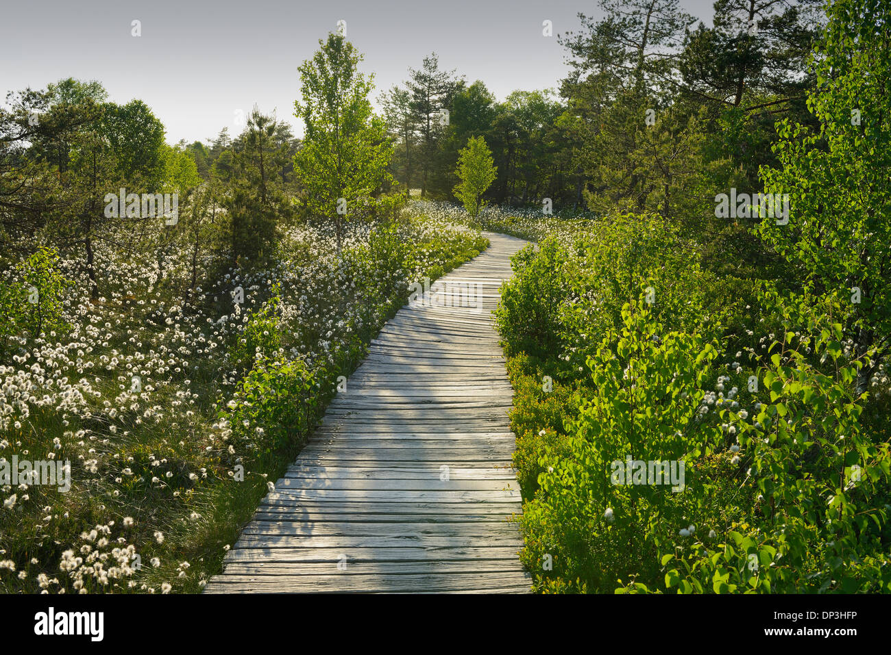 Boardwalk through Black Moor, UNESCO Biosphere Reserve, Rhon Mountains ...