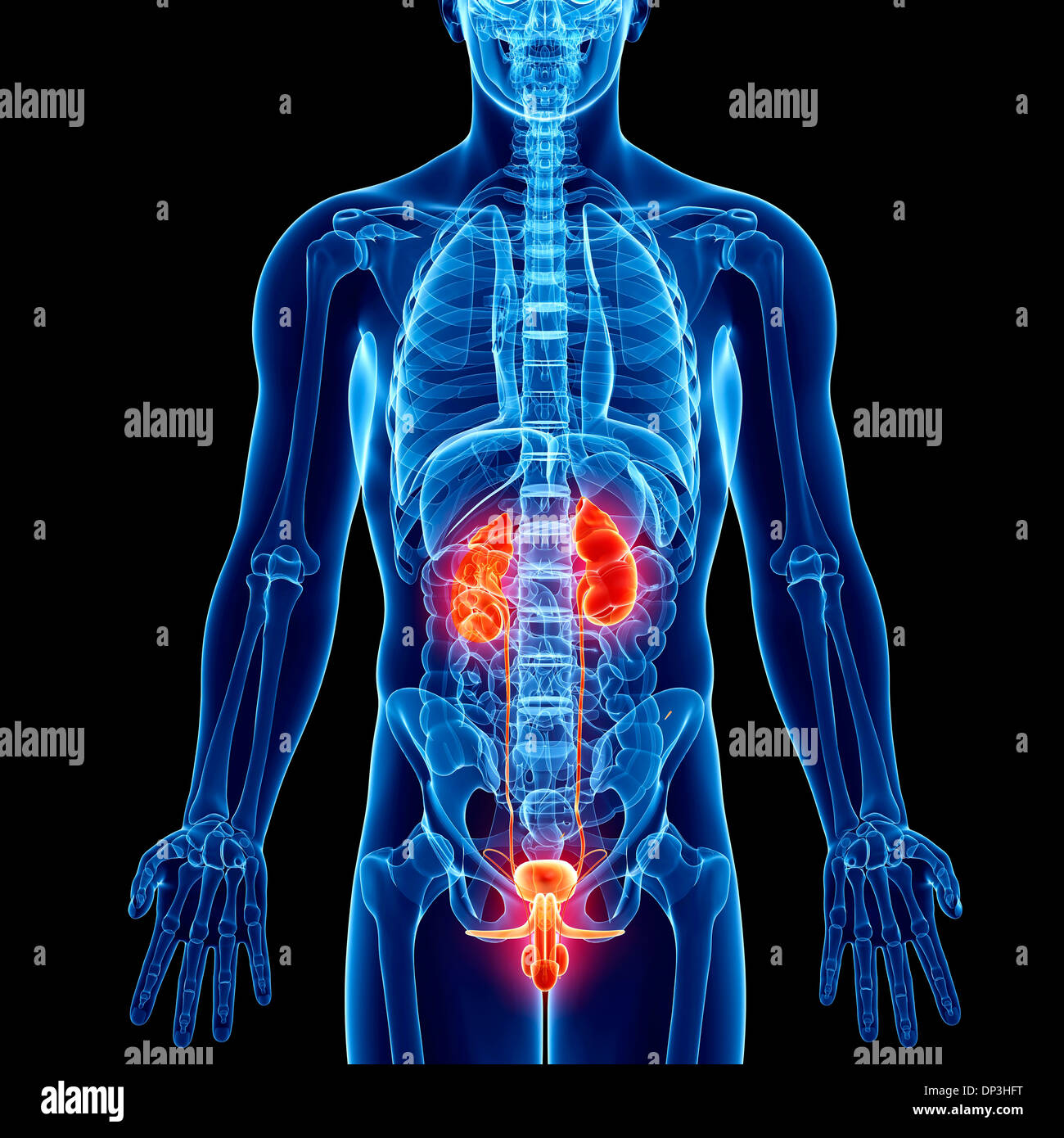 Male anatomy, artwork Stock Photo - Alamy