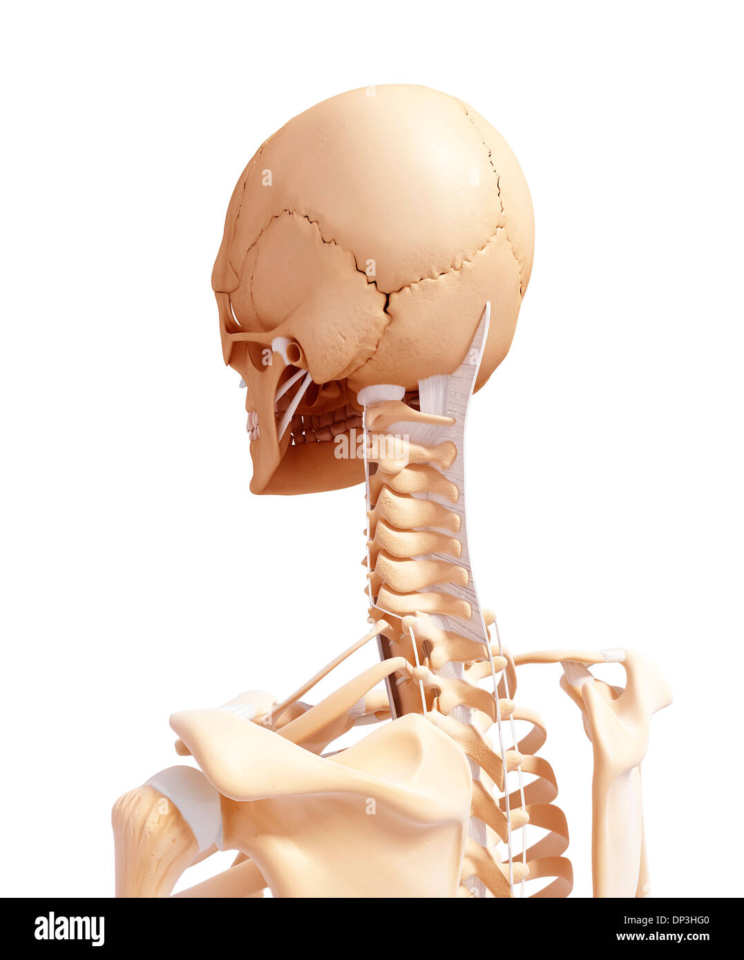 Human skeleton, artwork Stock Photo - Alamy