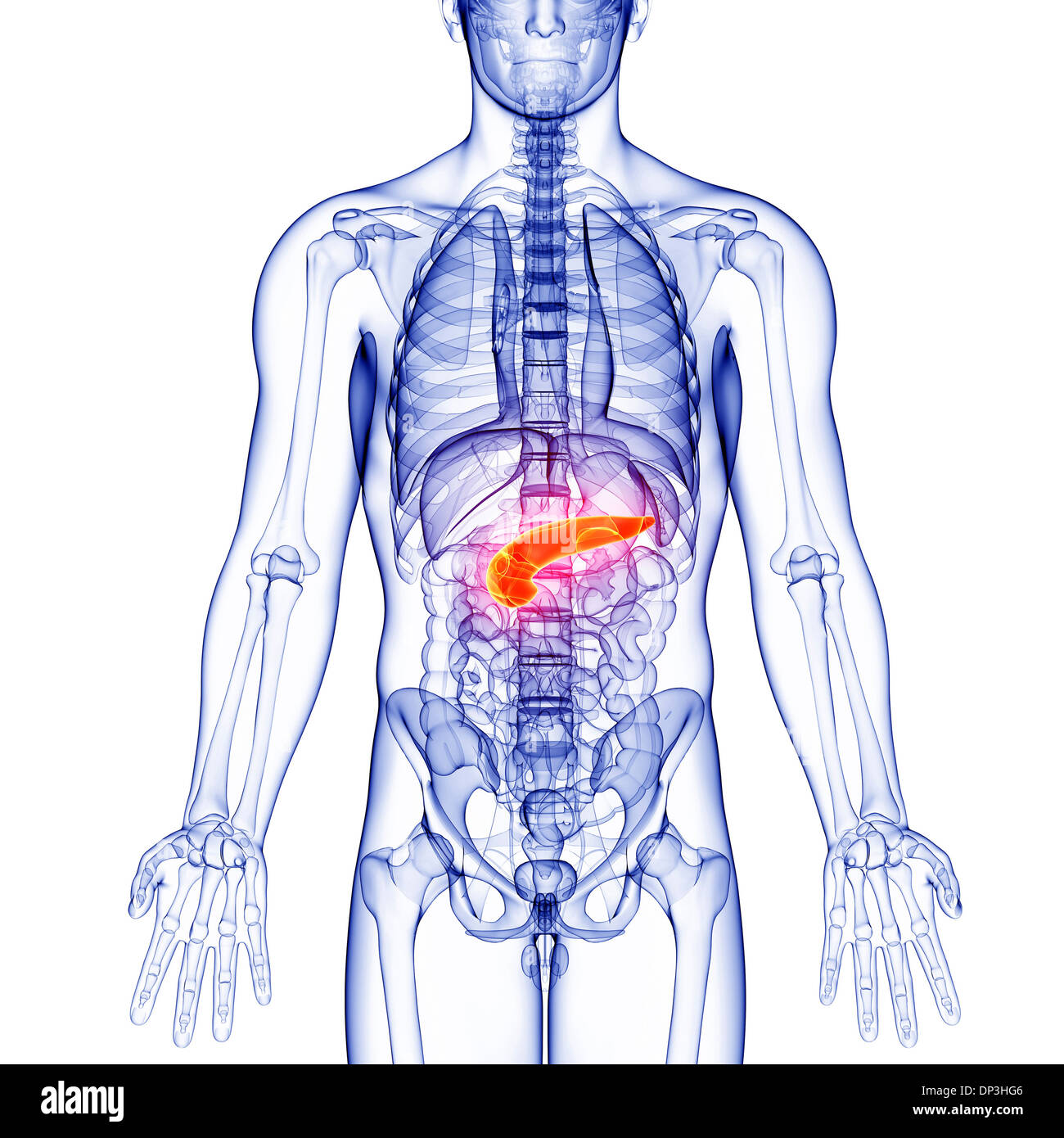 Male anatomy, artwork Stock Photo - Alamy