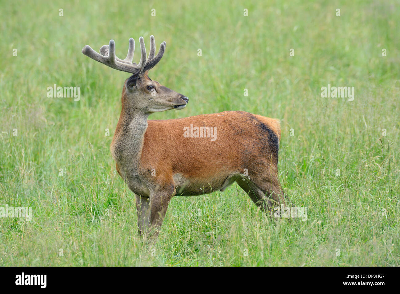 Red Deer (Cervus elaphus) in Field in Summer, Bavaria, Germany Stock ...