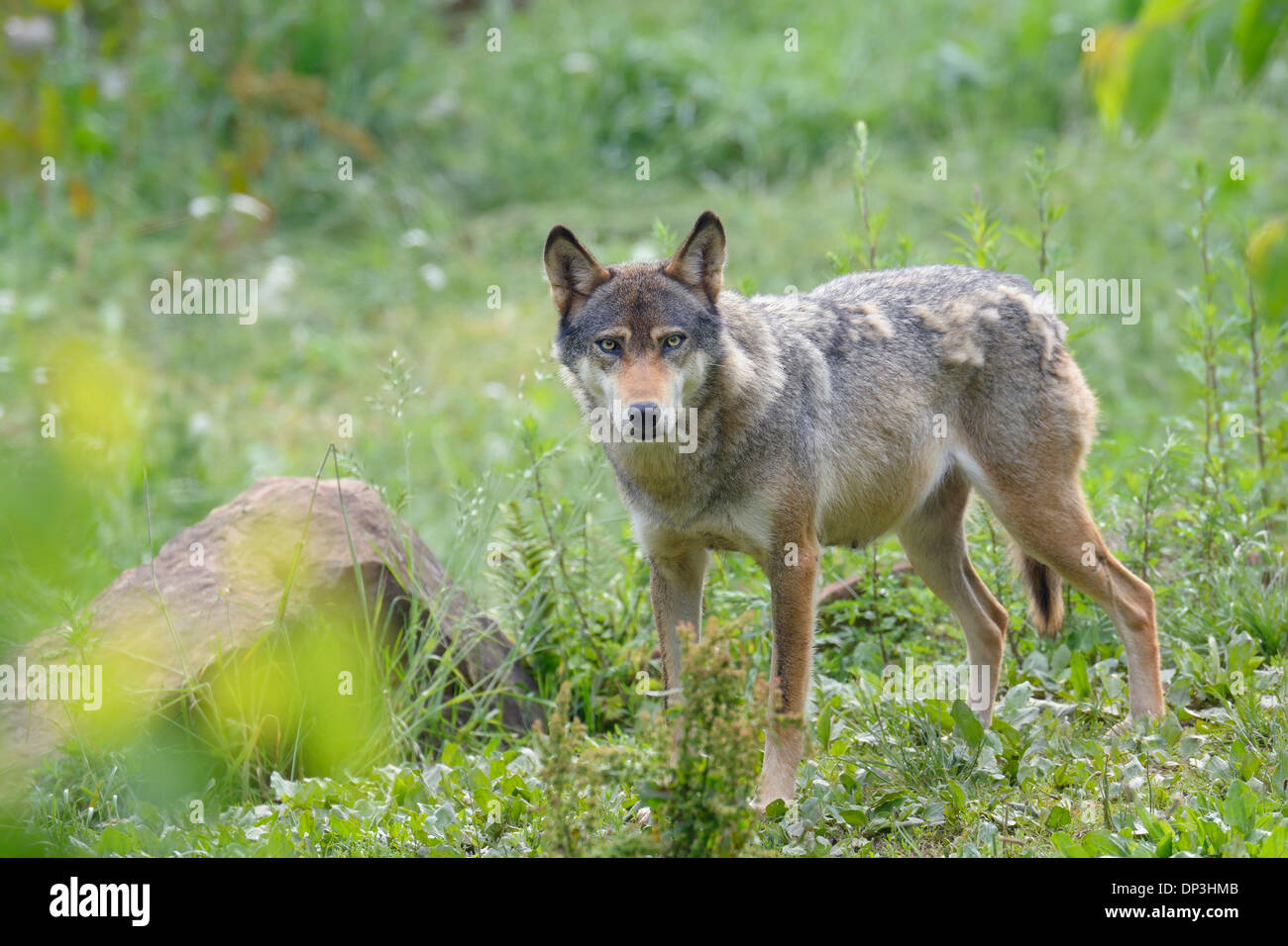 Canis lupus images hi-res stock photography and images - Alamy